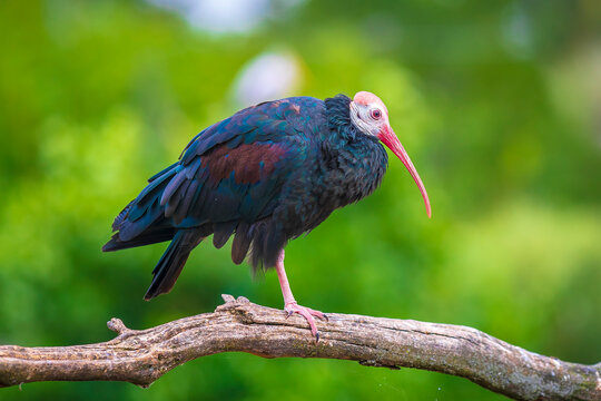 "Southern Bald Ibis" Images – Browse 102 Stock Photos, Vectors, and ...