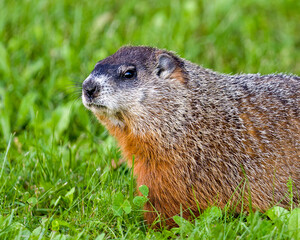 15+ Free Groundhog Photographs | Free HD Downloads - Pikwizard