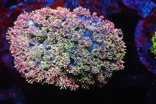 Goni Images – Browse 270 Stock Photos, Vectors, and Video | Adobe Stock