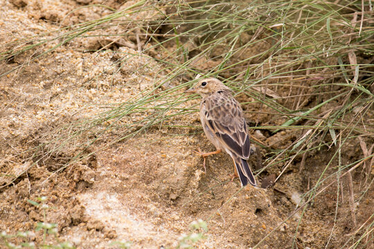 "Bush Lark"-Bilder: Stock-Fotos & -Videos. | Adobe Stock