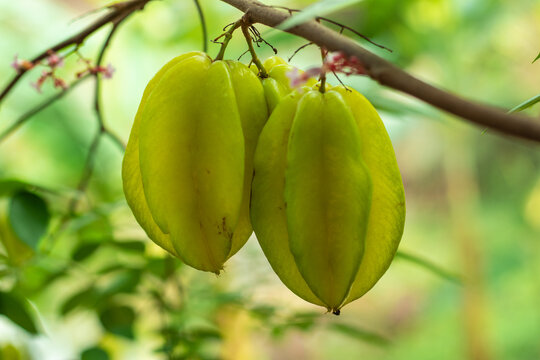 Torombolo bilder – Bläddra bland 86 stockfoton, vektorer och videor ...