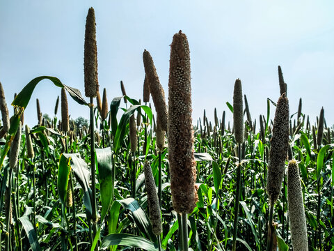 "Millet Background" Images – Browse 79 Stock Photos, Vectors, and Video ...