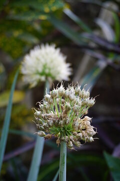 "Persian Leek" Bilder – Durchsuchen 72 Archivfotos, Vektorgrafiken und ...