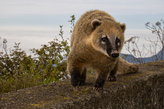 Quati 이미지 – 찾아보기 406 스톡 사진, 벡터 및 비디오 | Adobe Stock