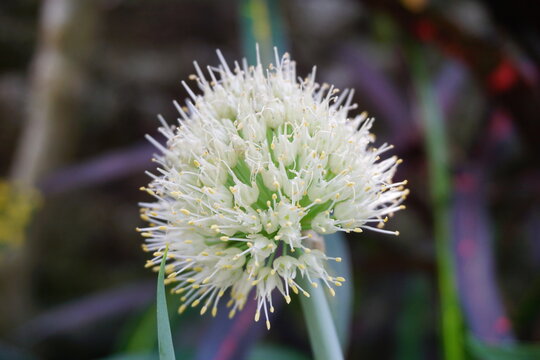 "Persian Leek" Bilder – Durchsuchen 72 Archivfotos, Vektorgrafiken und ...