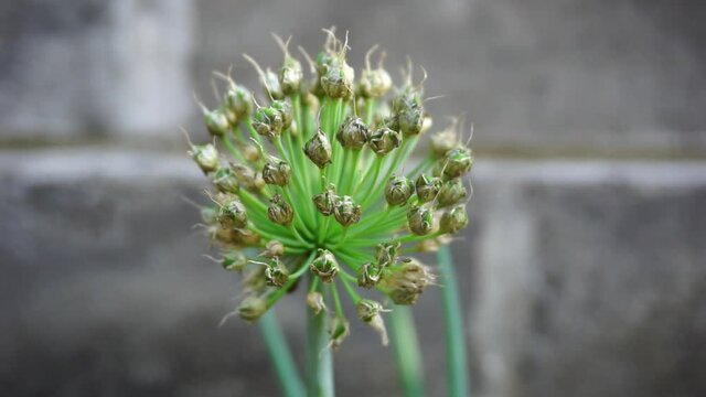 "Persian Leek" Bilder – Durchsuchen 72 Archivfotos, Vektorgrafiken und ...
