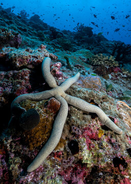 "Linckia Guildingii"-Bilder: Stock-Fotos & -Videos. | Adobe Stock