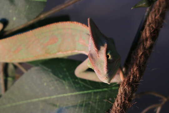 รูปภาพCone-Head – เลือกดูภาพถ่ายสต็อก เวกเตอร์ และวิดีโอ449 | Adobe Stock