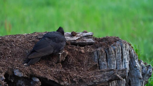 Pito Images – Browse 612 Stock Photos, Vectors, and Video | Adobe Stock