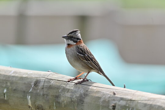 Chincol Images – Browse 41 Stock Photos, Vectors, and Video | Adobe Stock