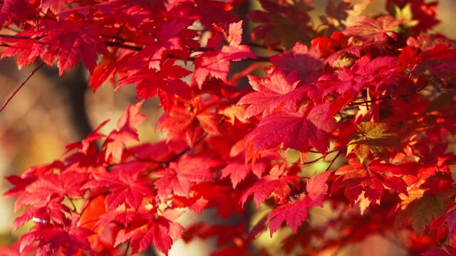 Rustling Images – Browse 25,591 Stock Photos, Vectors, and Video ...