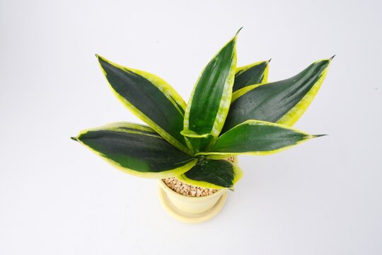 Prain Bilder – Durchsuchen 162 Archivfotos, Vektorgrafiken und Videos ...