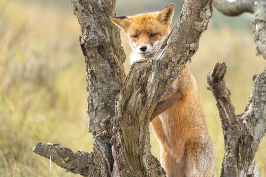 Schlaufuchs Bilder – Durchsuchen 12,270 Archivfotos, Vektorgrafiken und ...