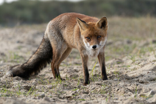 Schlaufuchs Bilder – Durchsuchen 12,270 Archivfotos, Vektorgrafiken und ...
