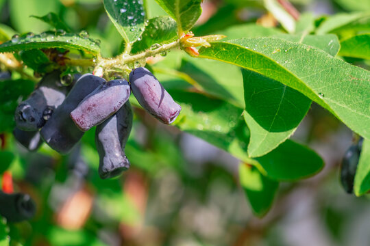 Kinnip bilder – Bläddra bland 3,220 stockfoton, vektorer och videor ...