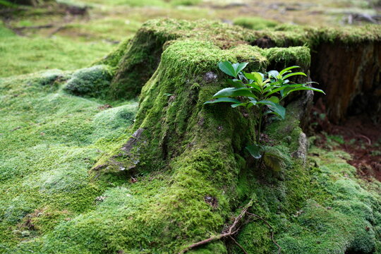 Spiceberry Bilder – Durchsuchen 3,607 Archivfotos, Vektorgrafiken und ...