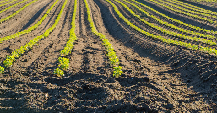 Ackerfurchen bilder – Bläddra bland 396 stockfoton, vektorer och videor ...