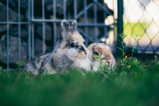 Zwerghasen Images – Browse 35 Stock Photos, Vectors, and Video | Adobe ...