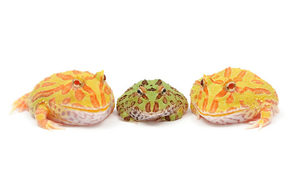 1,289개의 최고 Pacman 이미지, 스톡 사진 및 벡터 | Adobe Stock