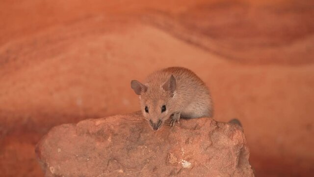 "Spiny Mouse" Images – Browse 246 Stock Photos, Vectors, and Video ...