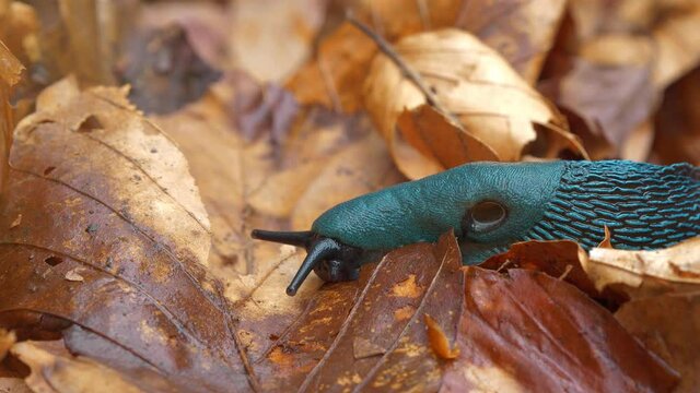 Shell-Less Images – Browse 22,934 Stock Photos, Vectors, and Video ...