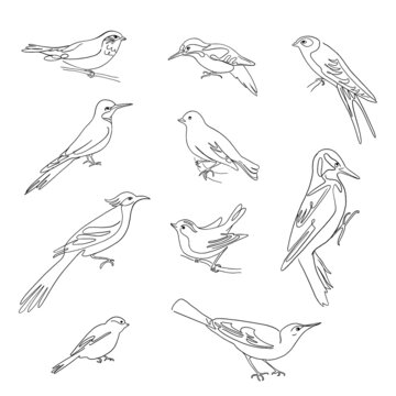 Sparrow Line Drawing Images – Browse 6,876 Stock Photos, Vectors, and ...