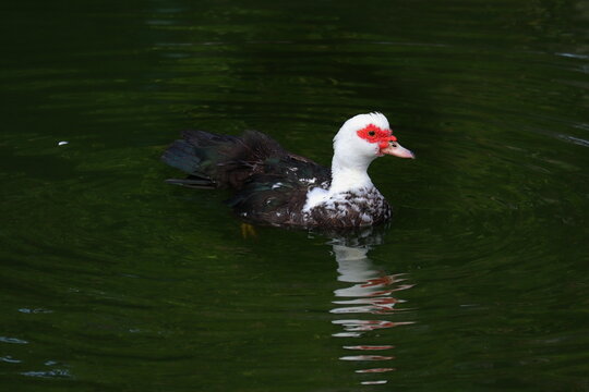 「Warzenente」の画像 - 394 件の Stock 写真、ベクターおよびビデオ | Adobe Stock