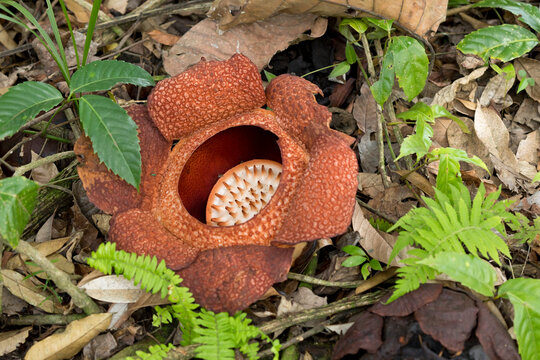 รูปภาพRafflesia – เลือกดูภาพถ่ายสต็อก เวกเตอร์ และวิดีโอ1,022 | Adobe Stock