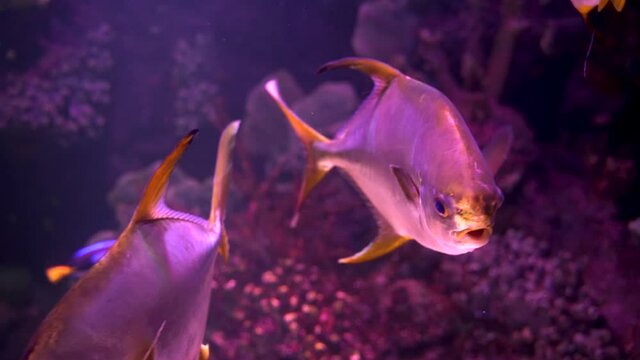 "Silver Pomfret" Images – Browse 586 Stock Photos, Vectors, and Video ...