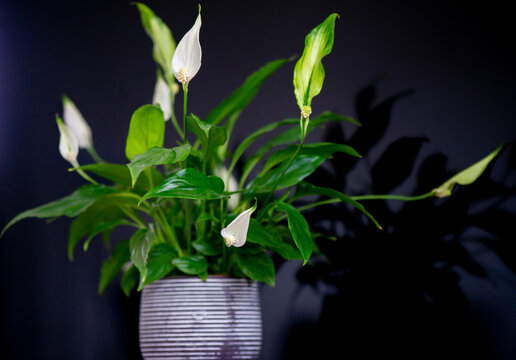 Spatifilum 이미지 – 찾아보기 77 스톡 사진, 벡터 및 비디오 | Adobe Stock