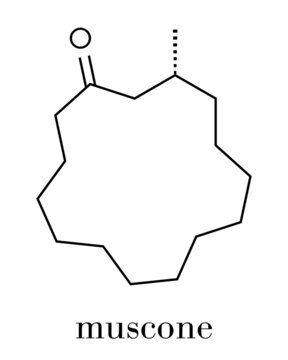 「Muscon」の写真素材 | 15件の無料イラスト画像 | Adobe Stock