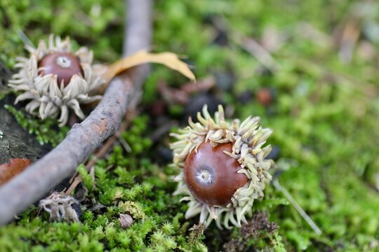 Pflock Bilder – Durchsuchen 5,122 Archivfotos, Vektorgrafiken und ...