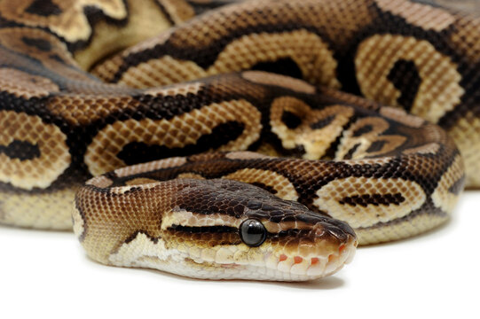 Obrázky Python – procházejte fotografie, vektory a videa 80,726 | Adobe ...