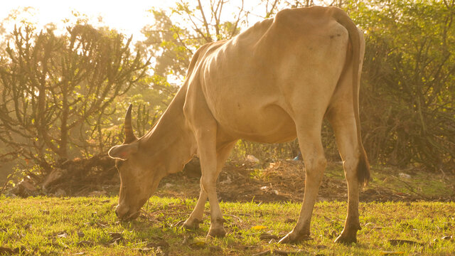 "Cow Grazing" Bilder – Durchsuchen 921 Archivfotos, Vektorgrafiken und ...