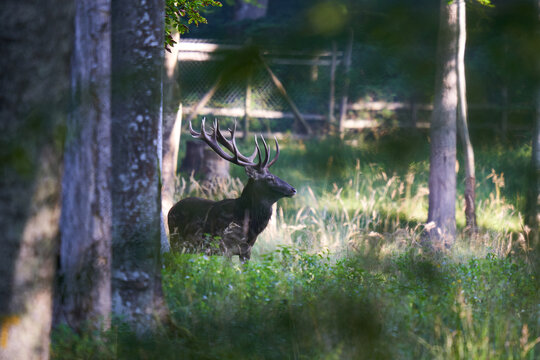 Arschgeweih Bilder – Durchsuchen 1,968 Archivfotos, Vektorgrafiken und ...