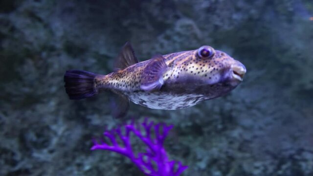 รูปภาพSwellfish – เลือกดูภาพถ่ายสต็อก เวกเตอร์ และวิดีโอ15,182 | Adobe ...