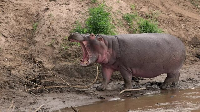 Hipopotamo Imagens – Procure 102,760 fotos, vetores e vídeos | Adobe Stock