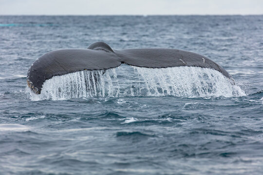 Furchenwal Bilder – Durchsuchen 1,667 Archivfotos, Vektorgrafiken und ...