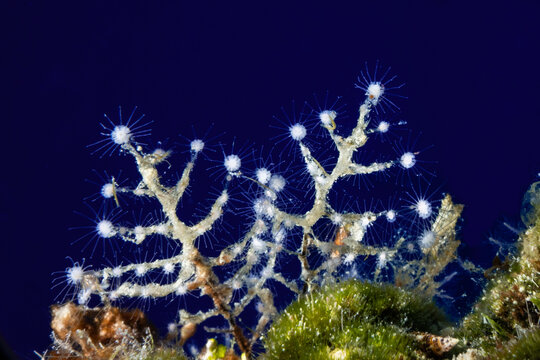 รูปภาพHydrozoans – เลือกดูภาพถ่ายสต็อก เวกเตอร์ และวิดีโอ3,304 | Adobe ...