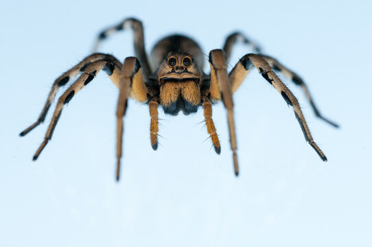 รูปภาพArachnidae – เลือกดูภาพถ่ายสต็อก เวกเตอร์ และวิดีโอ171,729 ...