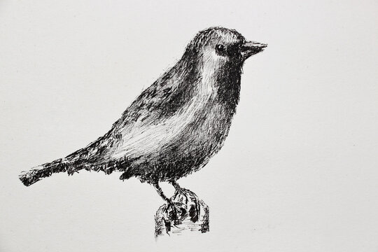 How To Draw A Realistic Bird