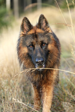 Wilczur Bilder – Durchsuchen 136 Archivfotos, Vektorgrafiken und Videos ...