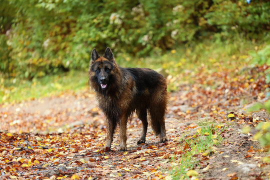 Wilczur-Bilder: Stock-Fotos & -Videos. | Adobe Stock