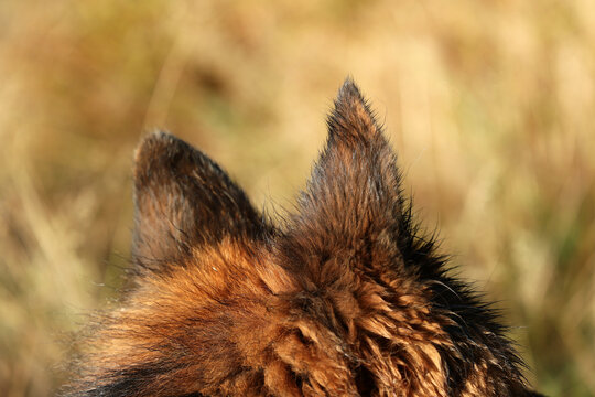 รูปภาพWilczur – เลือกดูภาพถ่ายสต็อก เวกเตอร์ และวิดีโอ136 | Adobe Stock