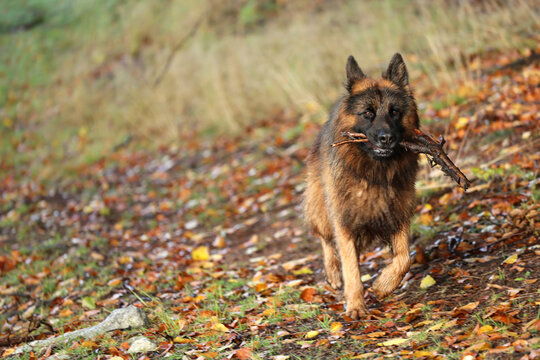 Wilczur Bilder – Durchsuchen 138 Archivfotos, Vektorgrafiken und Videos ...