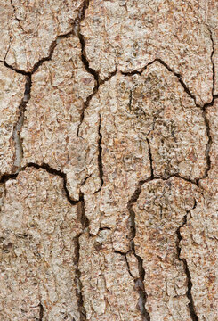 「Robles」の画像 - 11,114 件の Stock 写真、ベクターおよびビデオ | Adobe Stock