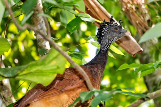 "Great Curassow" Bilder – Durchsuchen 343 Archivfotos, Vektorgrafiken ...