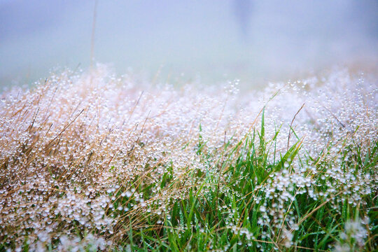 "Morning Dew" Images – Browse 5,309 Stock Photos, Vectors, and Video ...