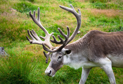 "Woodland Caribou" Images – Browse 193 Stock Photos, Vectors, and Video ...
