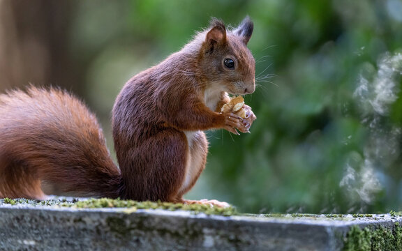 Mader Bilder – Durchsuchen 745 Archivfotos, Vektorgrafiken und Videos ...